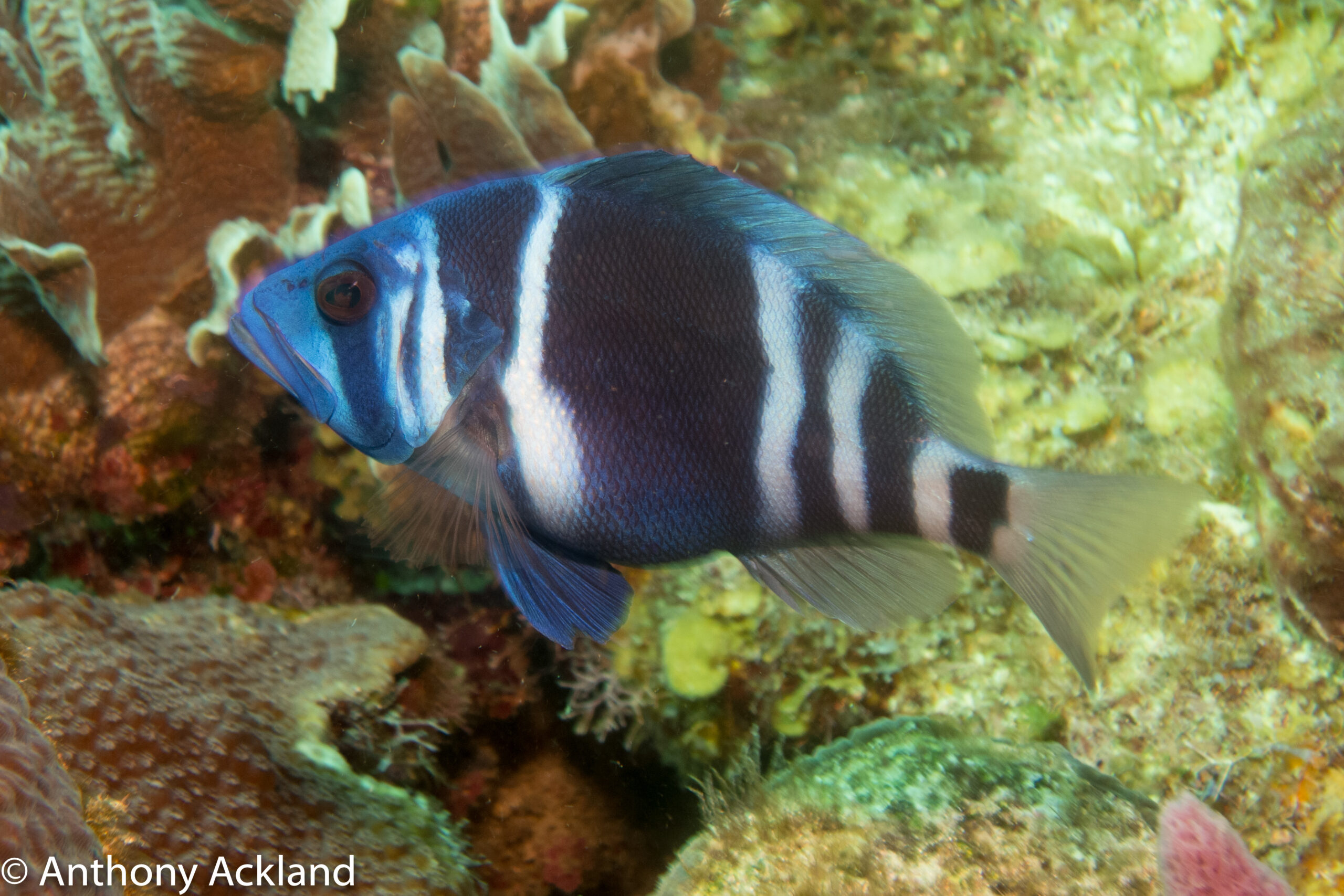 Roatan – Coco View Resort – Anthony Ackland Photography