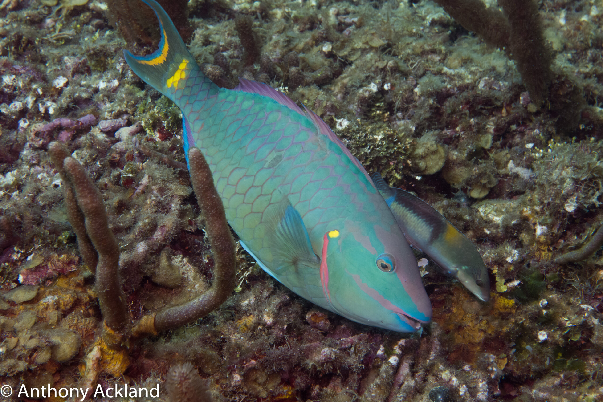 Roatan – Coco View Resort – Anthony Ackland Photography